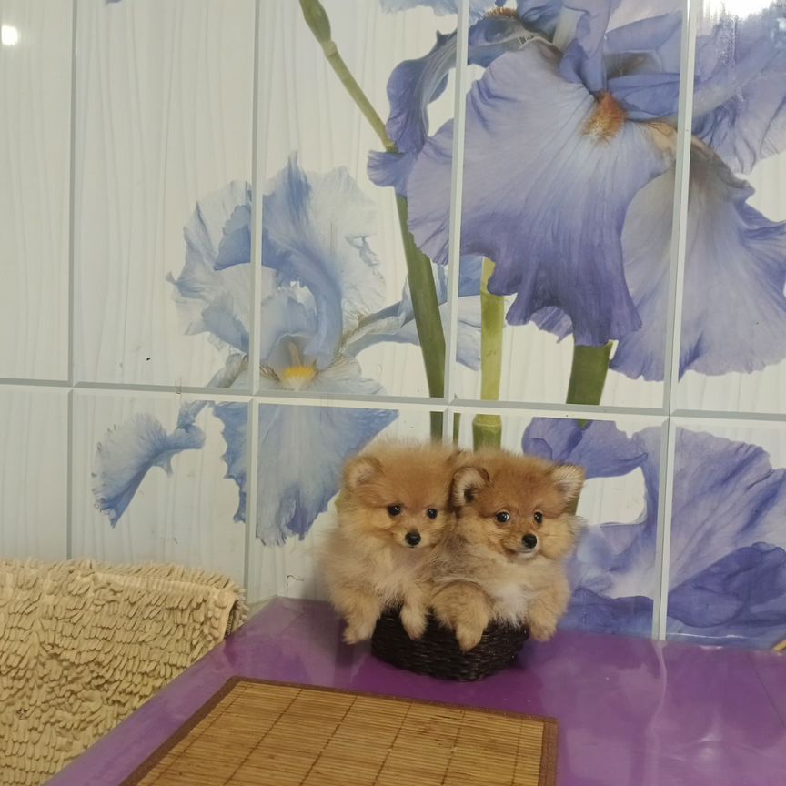 Минички девочки Шпица