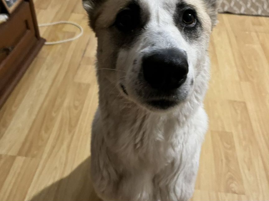 Собака в добрые руки