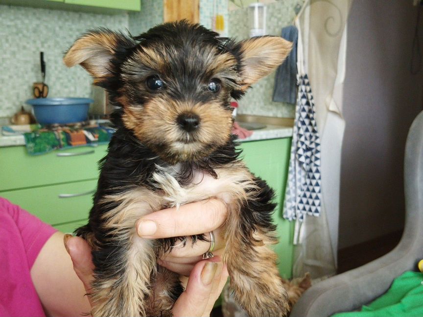 Йоркширский терьер