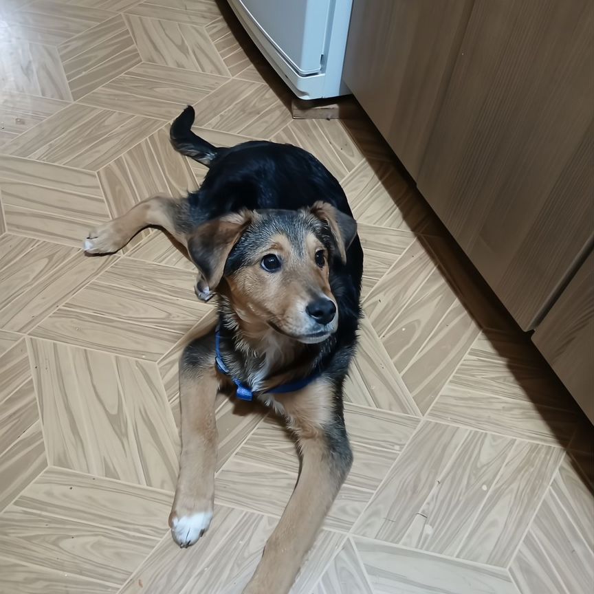 Щенок в добрые руки