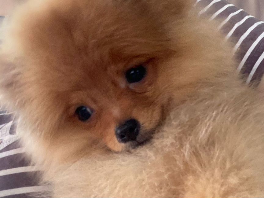 Шпиц минички