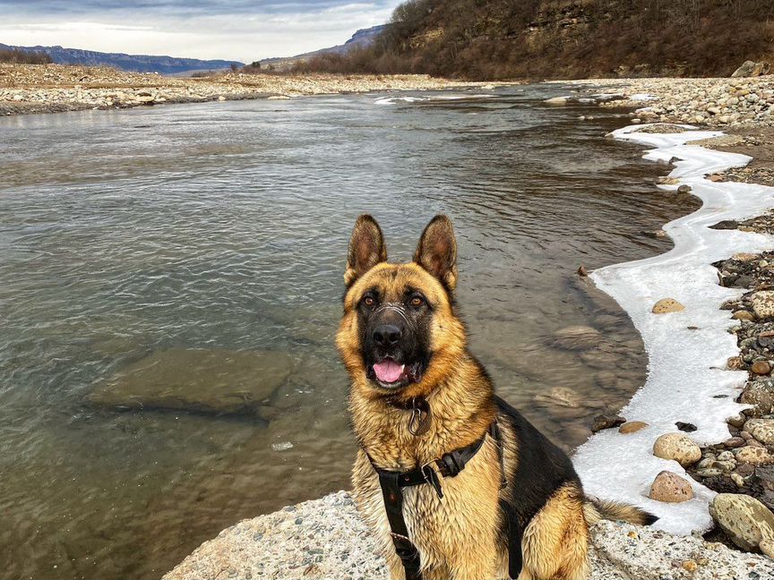 Немецкая овчарка вязка