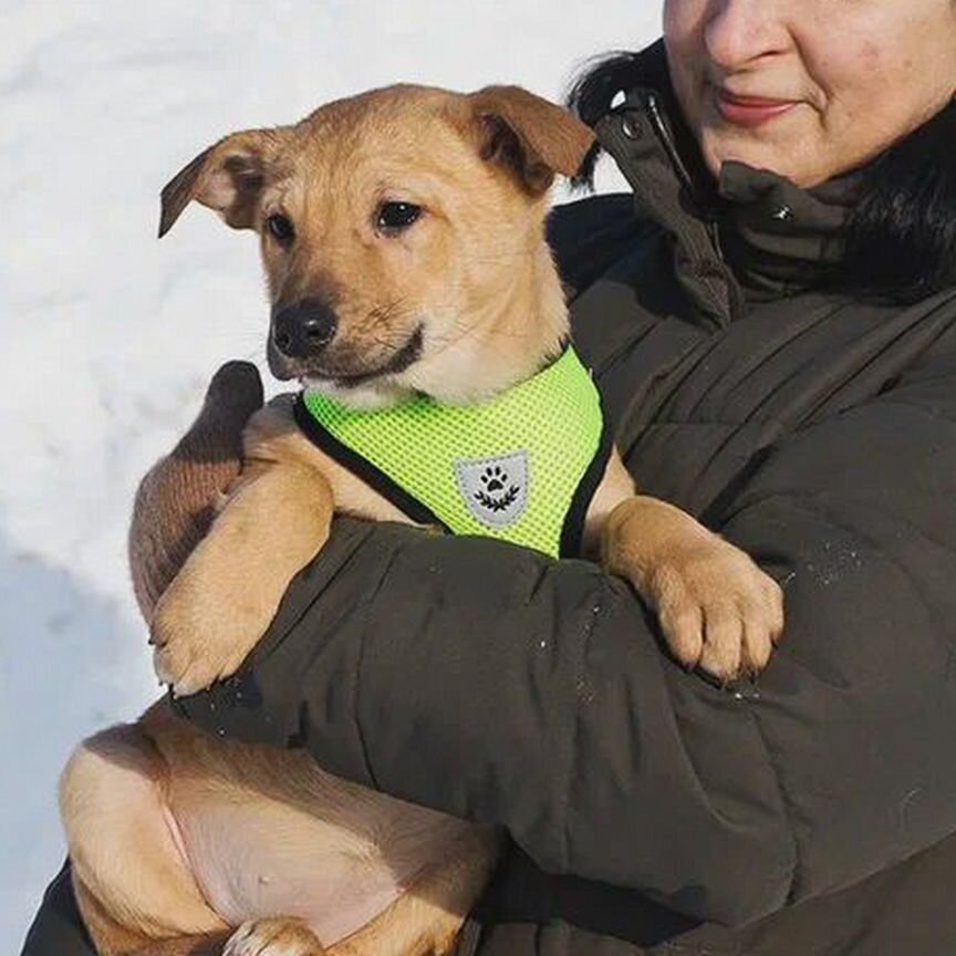 Щенок в добрые руки