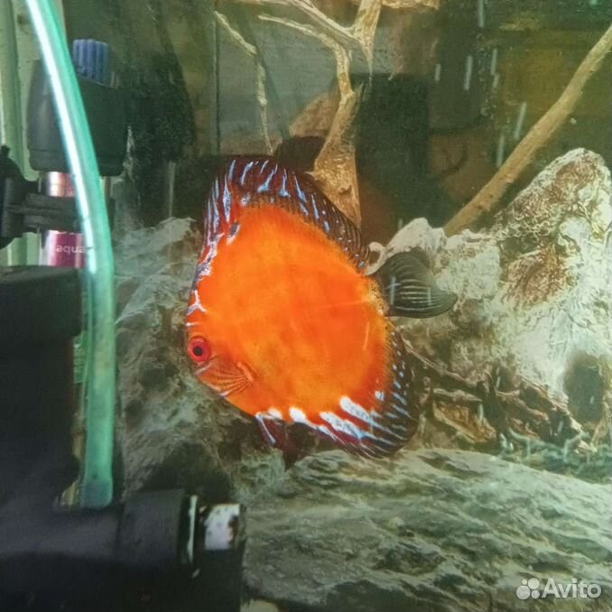 Дискус +сомики-прелипалы