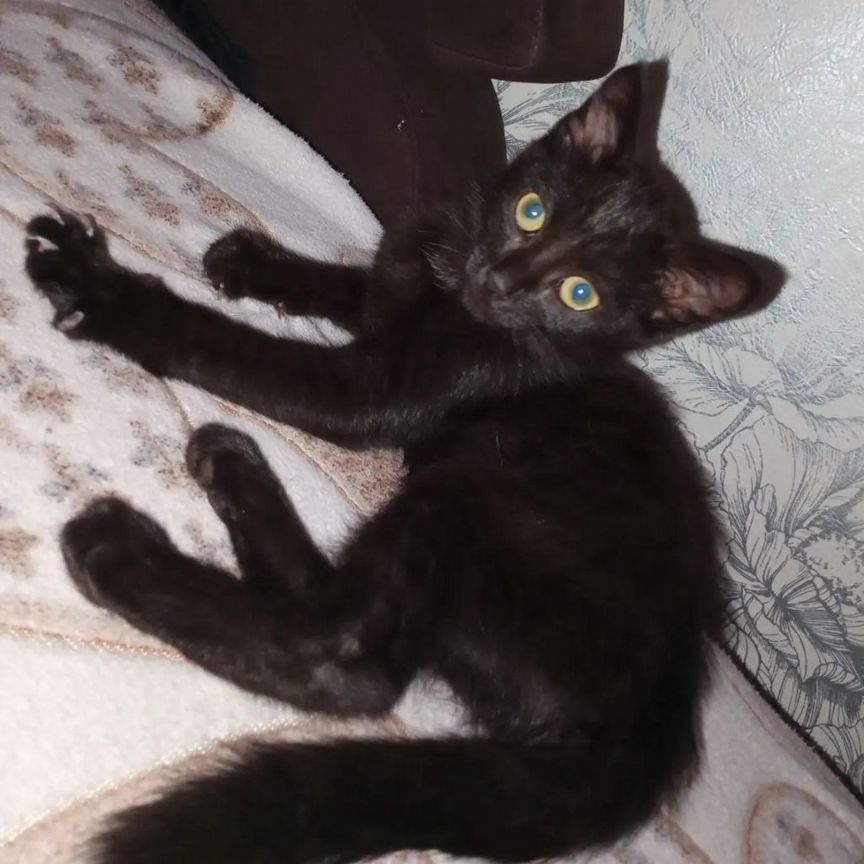 Котёнок в добрые руки