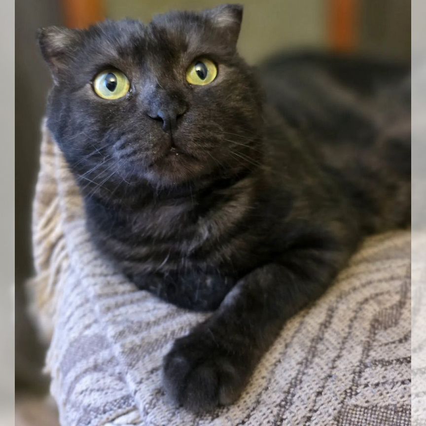 Шотландский вислоухий короткошёрстный, взрослый кот
