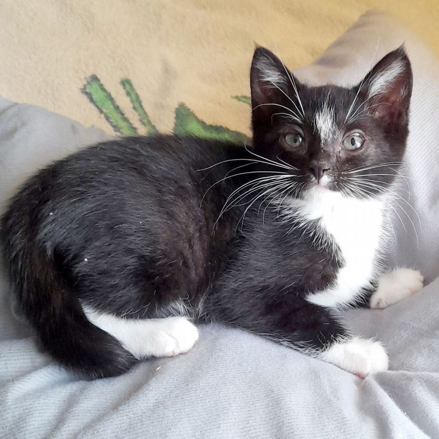Котёнок в добрые руки