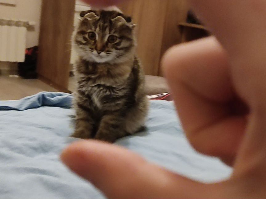 Милейший вислоухий котёнок