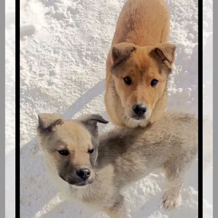 Щенок в добрые руки