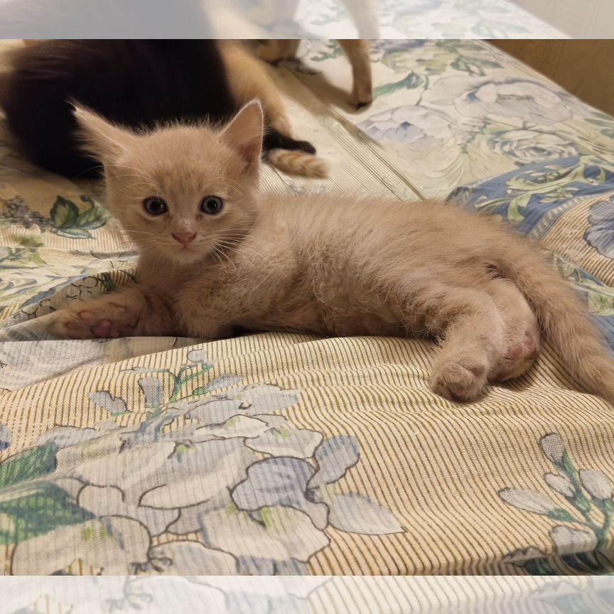 Котёнок в добрые руки