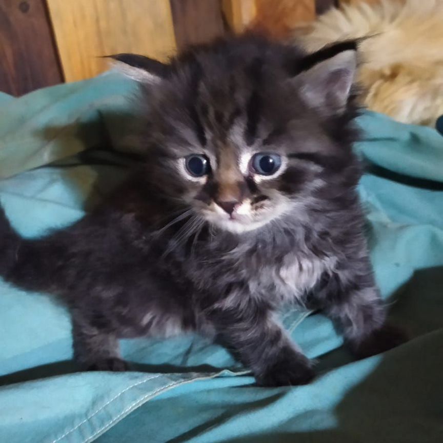 Котята ищут хозяина