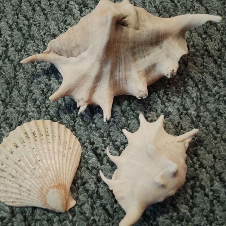 Морские ракушки раковины