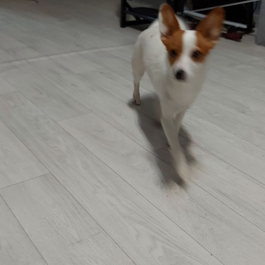 Джек-рассел-терьер, взрослая собака