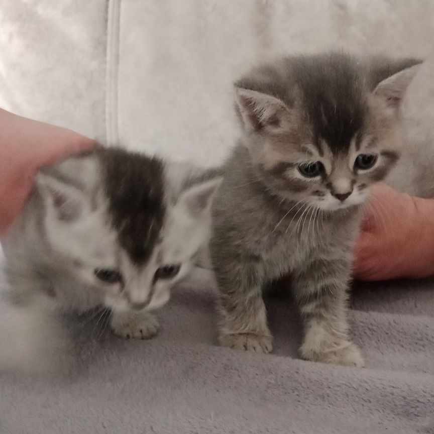 Шотландский вислоухий короткошёрстный котёнок