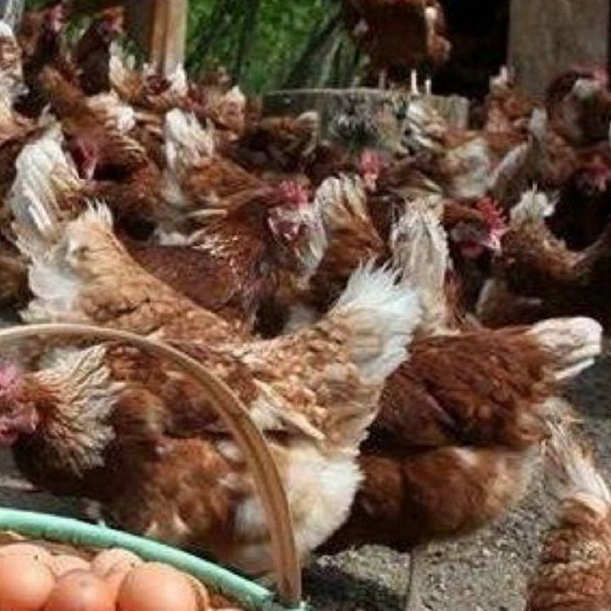 Курочки молодки несушки