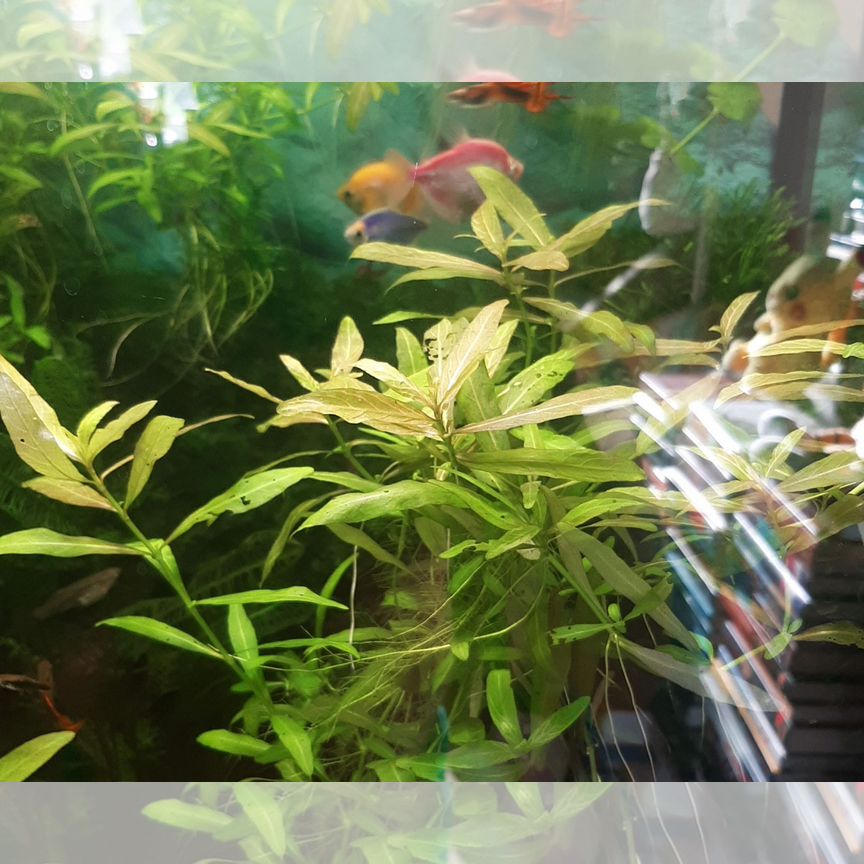 Аквариумные растения