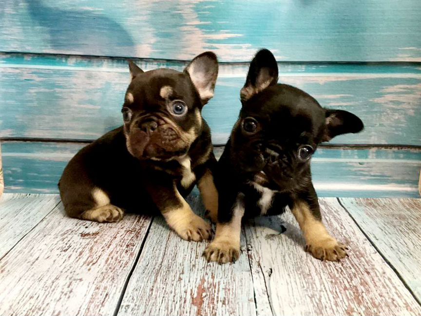 Французский бульдог мини девочки