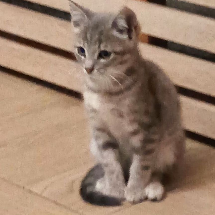 Котики бесплатно в добрые руки