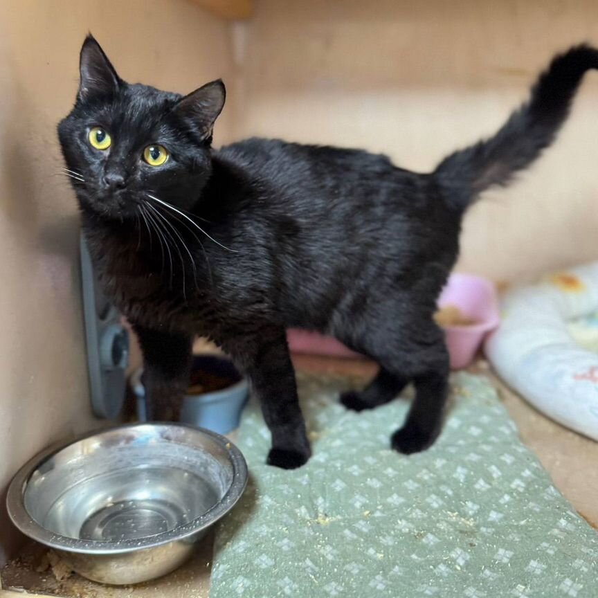 Котёнок в добрые руки