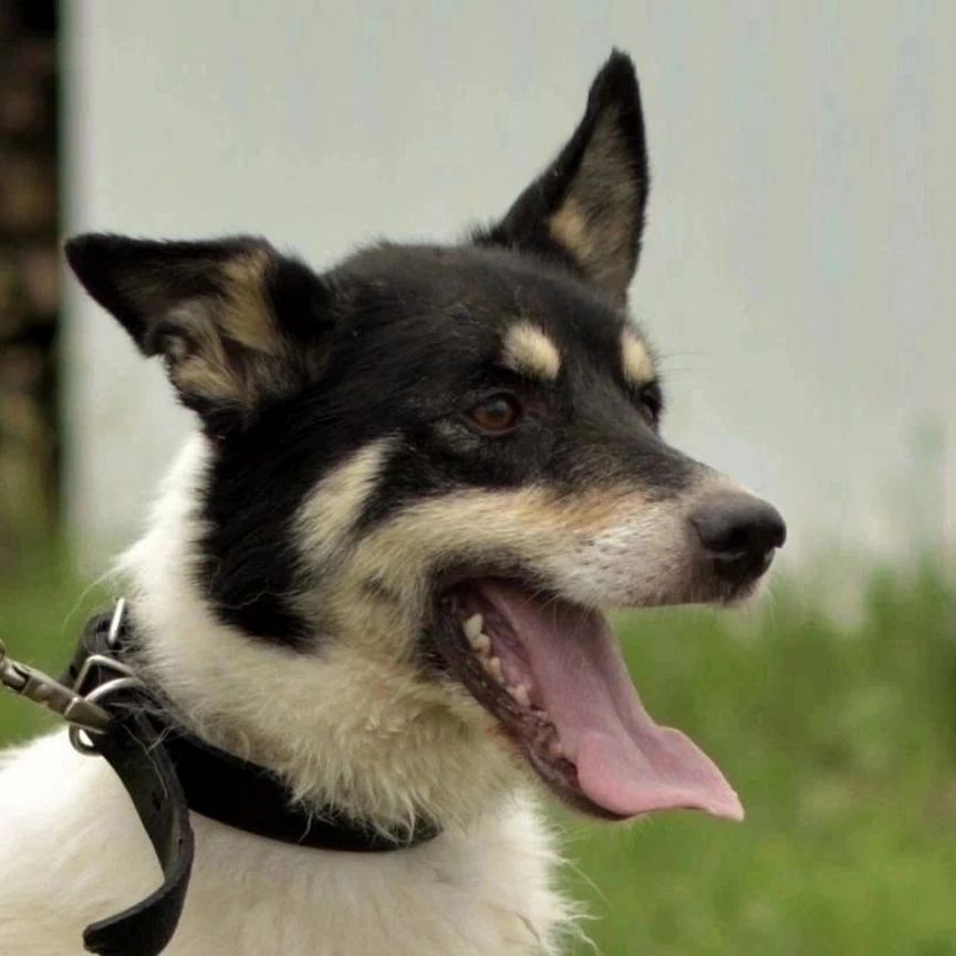 Собака в добрые руки отдам бесплатно