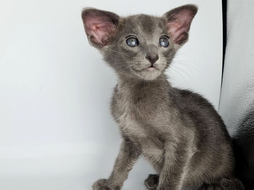 Ориентальные котята