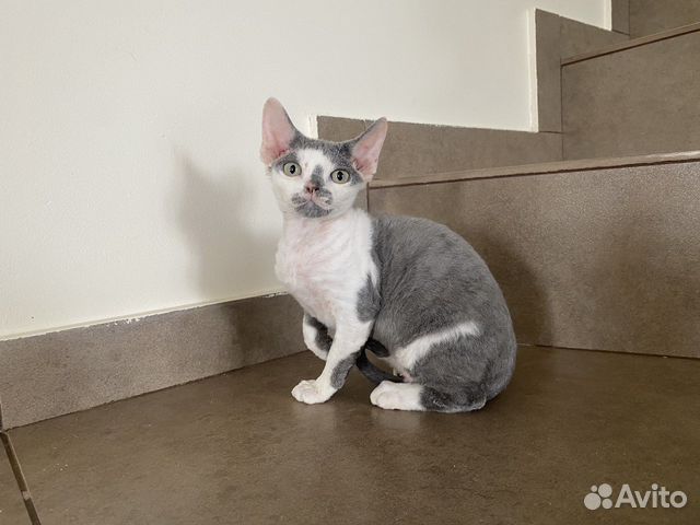 Девон-рекс кошечка Оливия