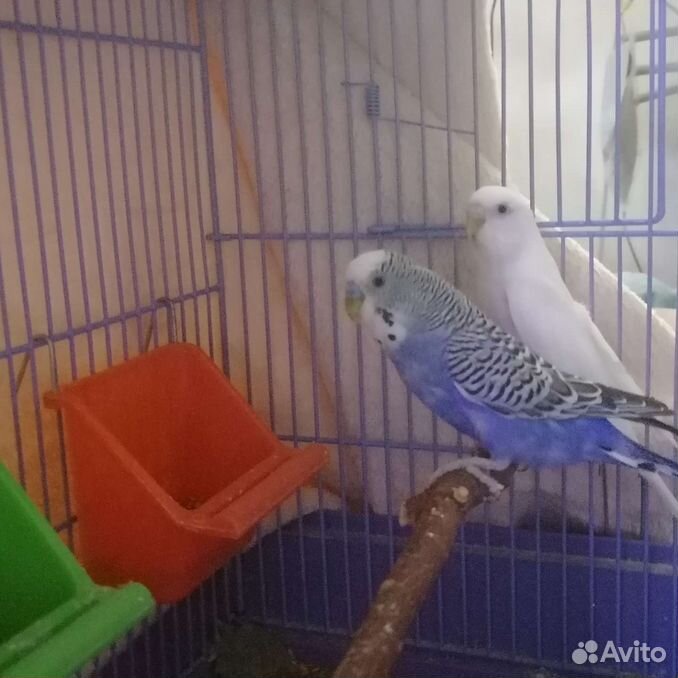 Волнистый попугай 2 самца