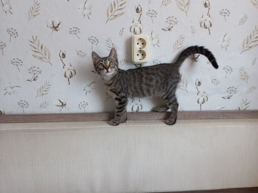 Котёнок
