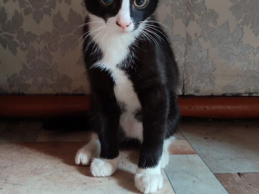 Отдадим котенка