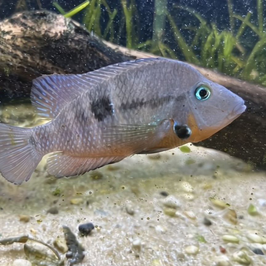 Цихлазома меека