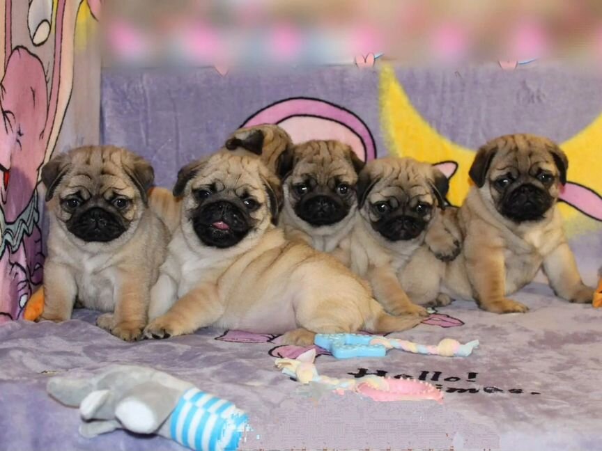 Щенки Мопса