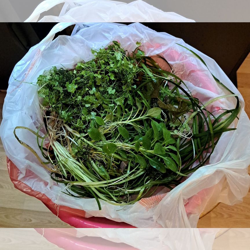 Аквариумная прополка