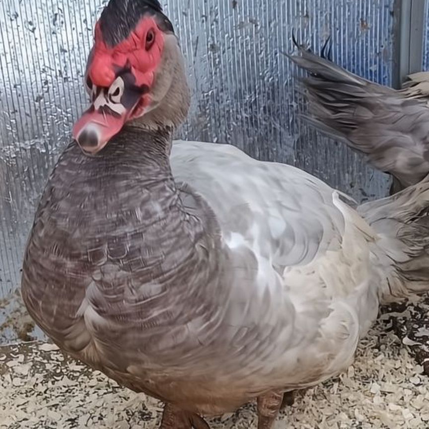 Индоутка мускусная утка тяжёлая линия