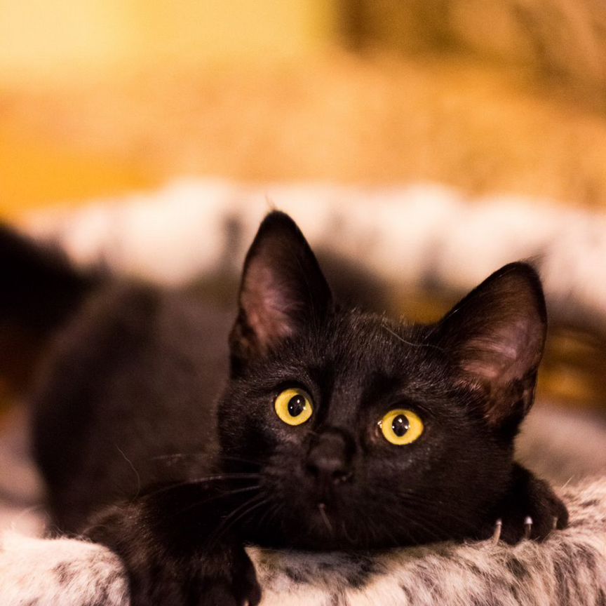 Отдам котенка