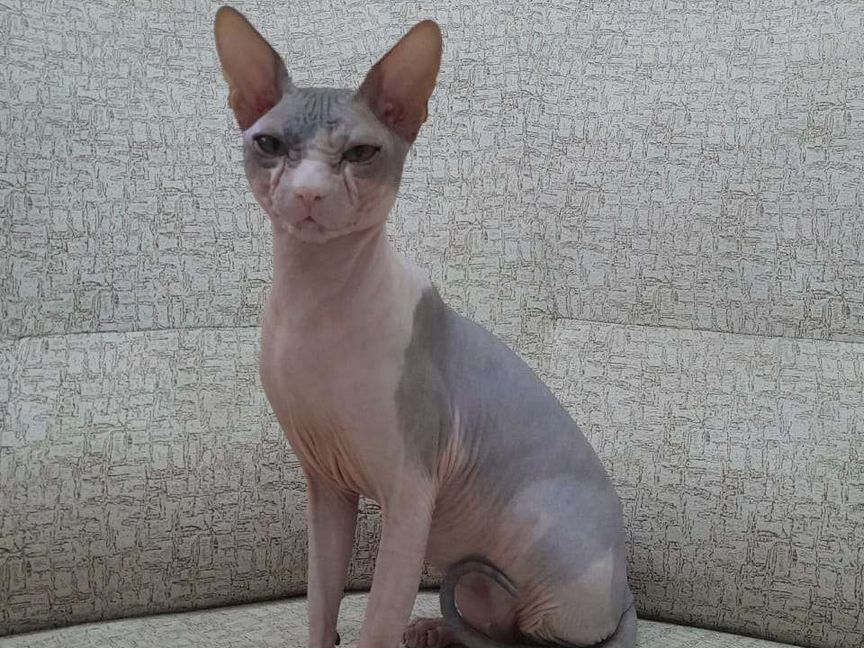 Донской сфинкс вязка