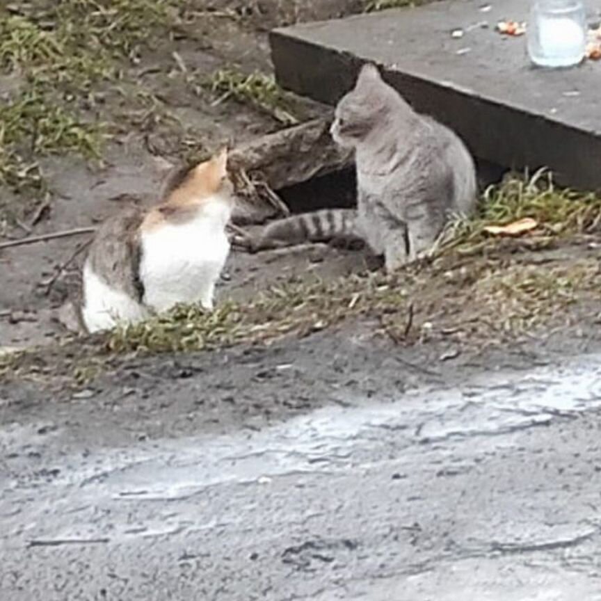 Два котёнка з месяца на у