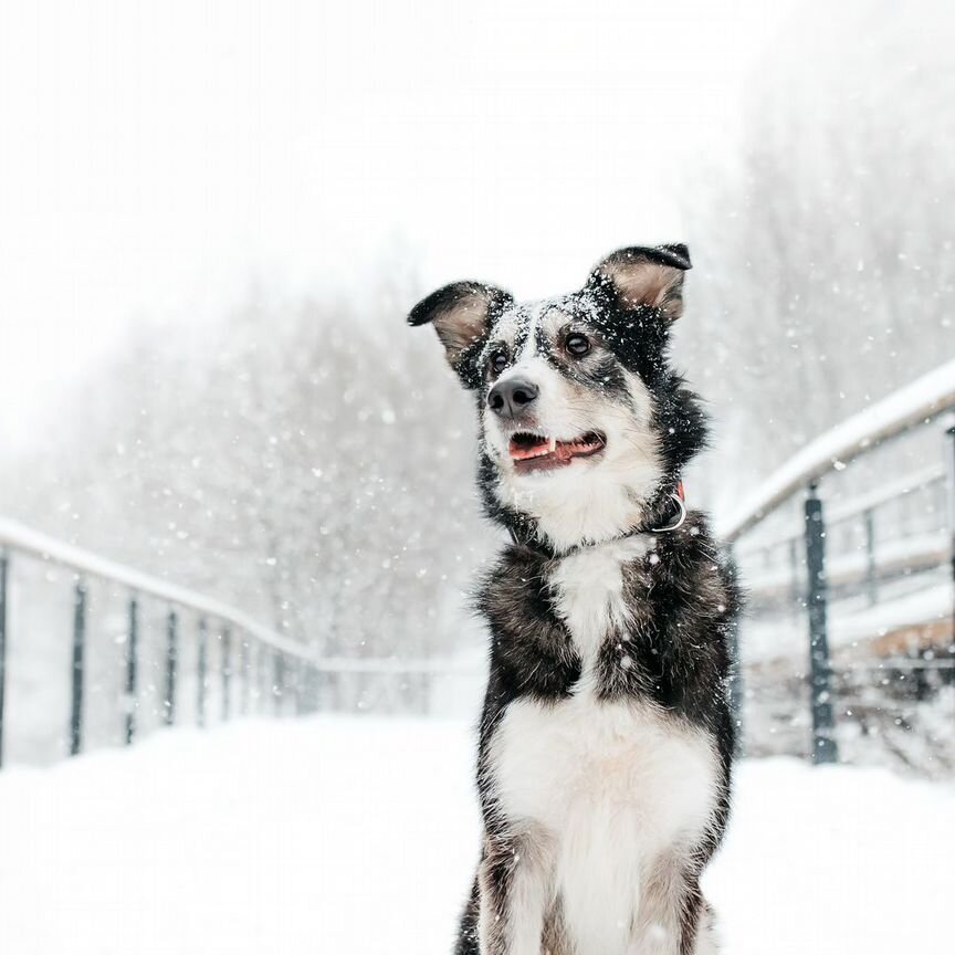 Собака Латиф в добрые руки