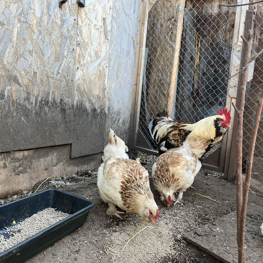 Семьи Фавероль, Ленинградские