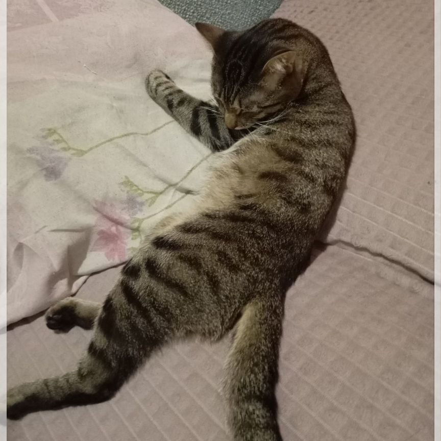 Взрослый кот в добрые руки