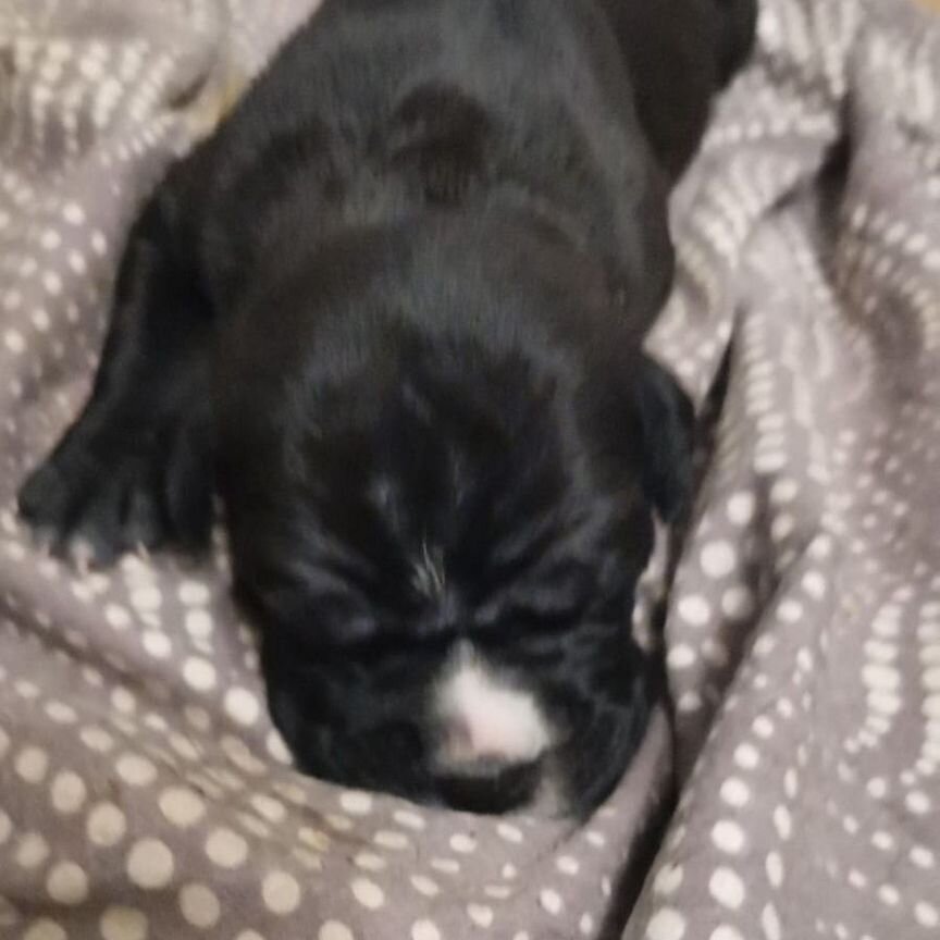 Щенки кане корсо