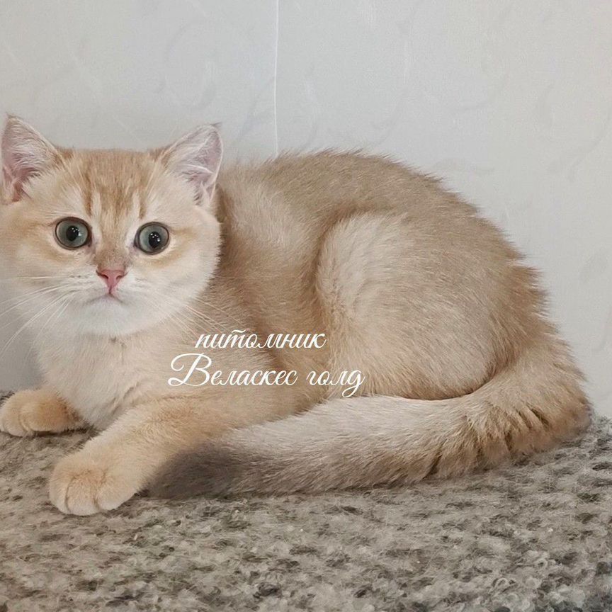 Золотой британский мальчик, cy 12