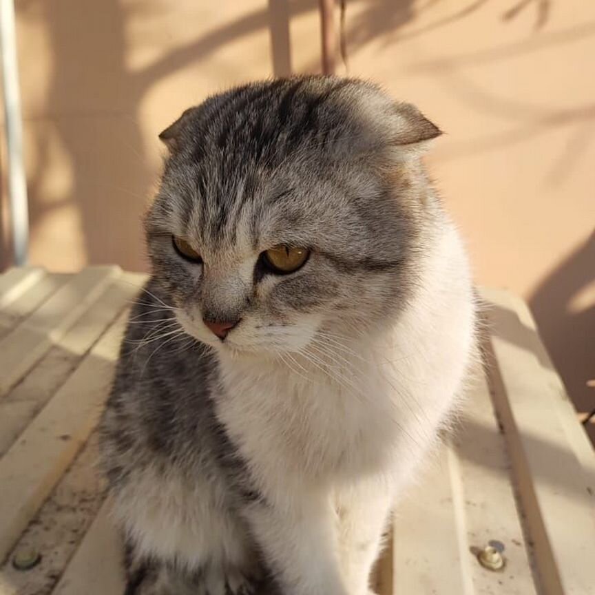 Кошка вислоухая