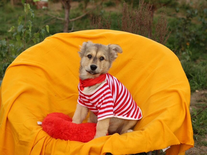 Платиновая блондиночка щенуля Пуся, в дар