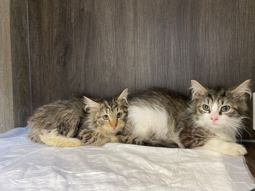 Котята пушистики 4 месяца