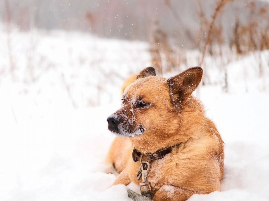 Ищем хозяина