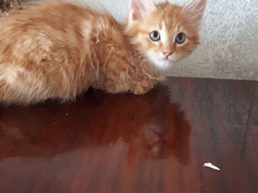 Котик
