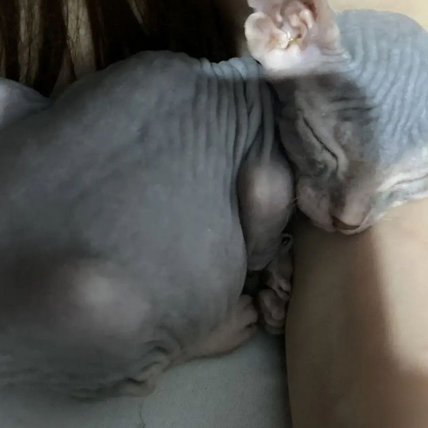 Донской сфинкс котёнок