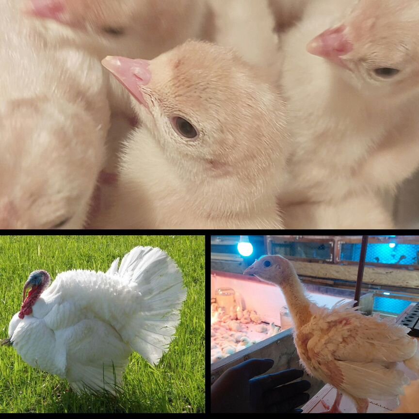 Индюшата Хайбрид Конвертер