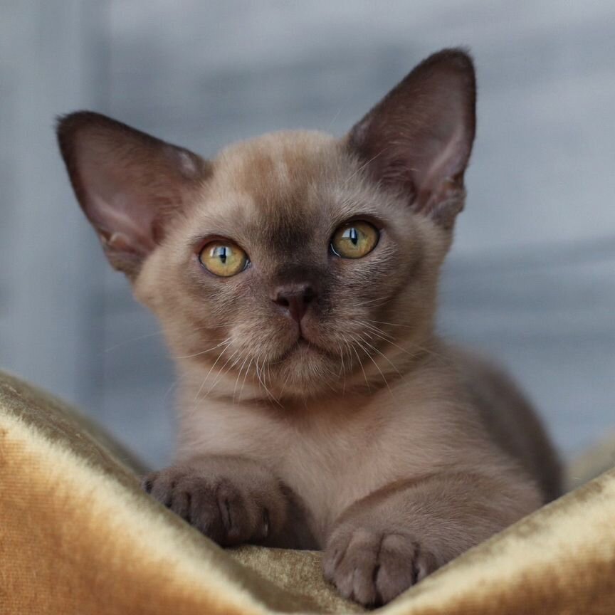 Бурманский котенок