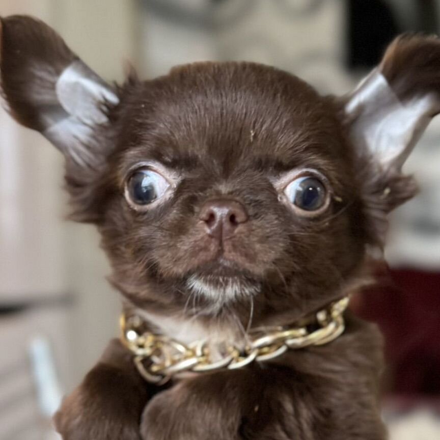 Чихуахуа, щенок